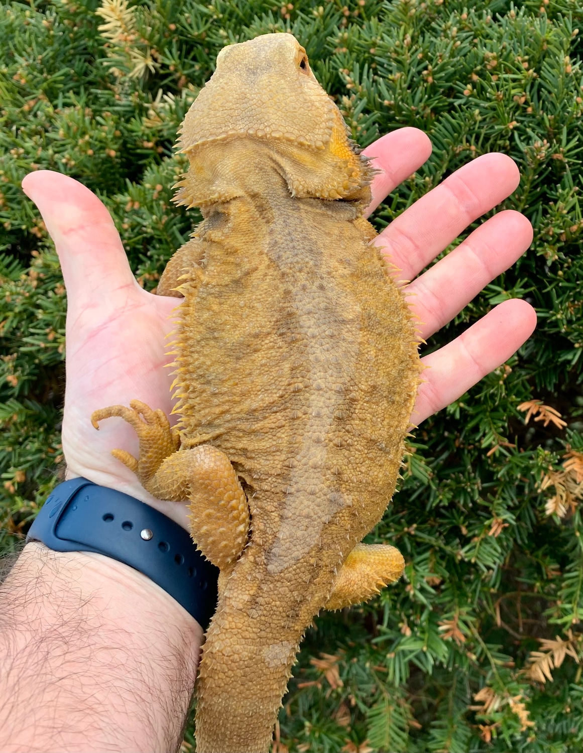 Translucent Bearded Dragon Central Bearded Dragon by SATOO - MorphMarket