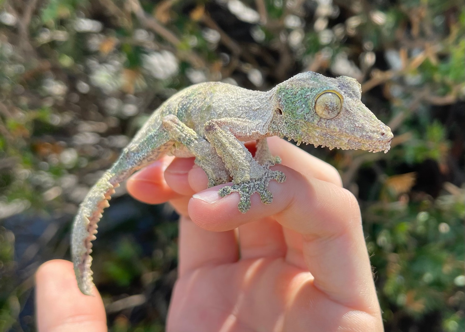 Mossy Leaf-Tailed Gecko by SATOO - MorphMarket