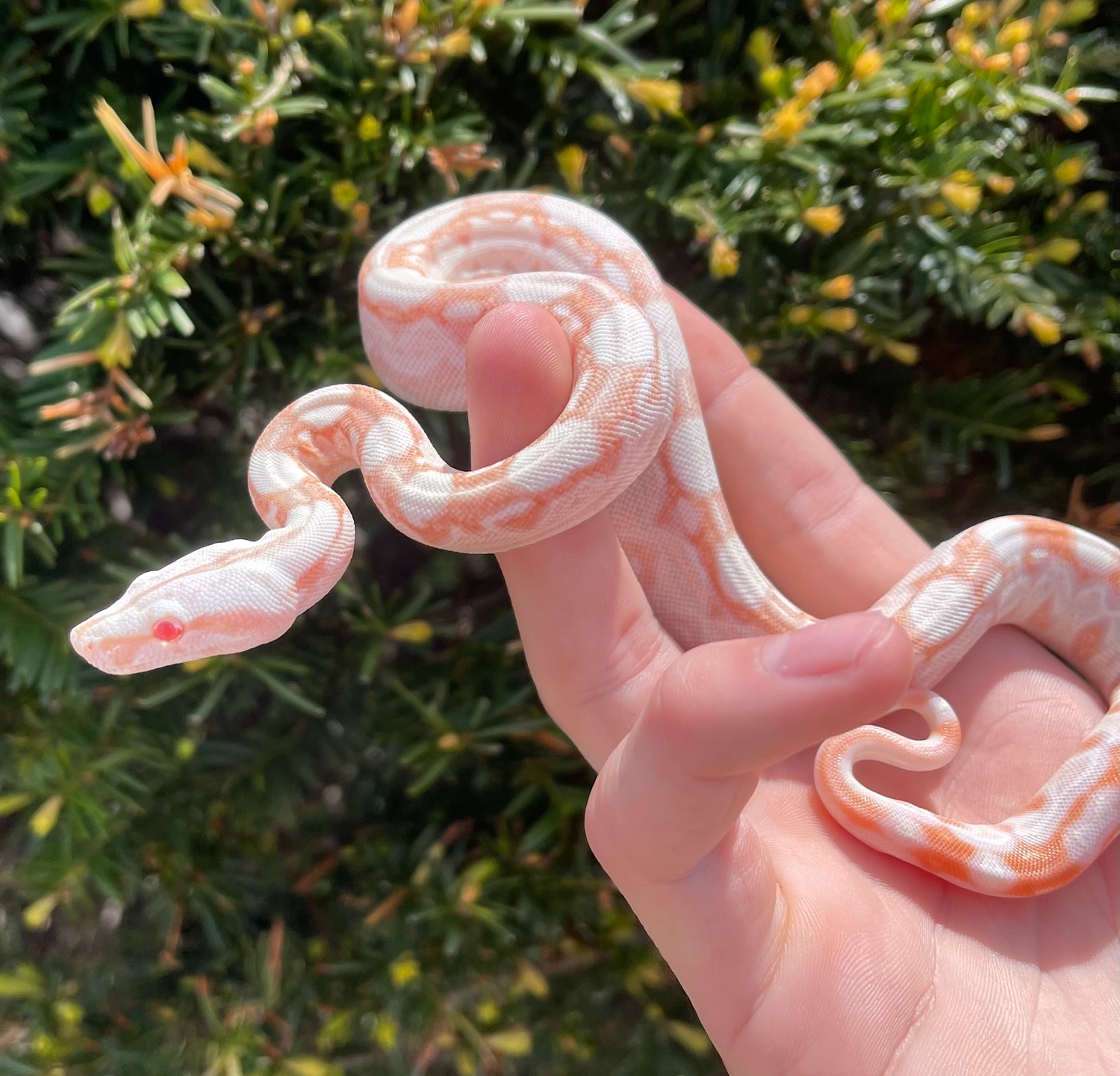 Albino Aztec Boas Boa Constrictor by SATOO - MorphMarket