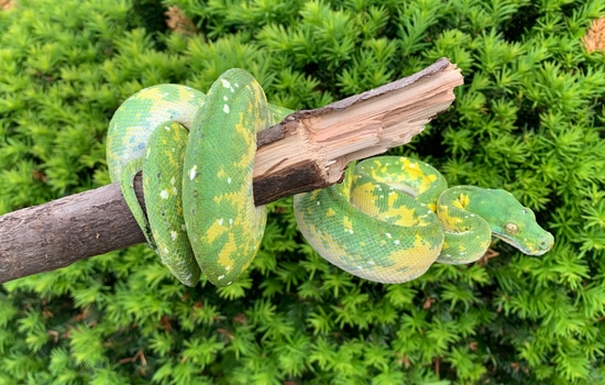 Biak Green Tree Python by SATOO