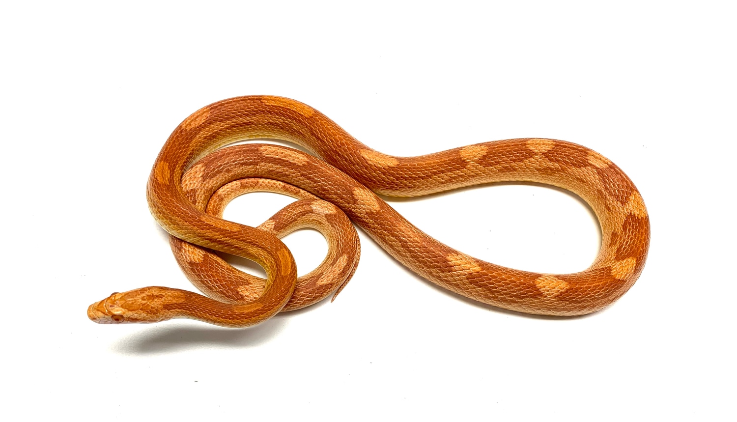 Sunglow Motley Corn Snake by SATOO - MorphMarket
