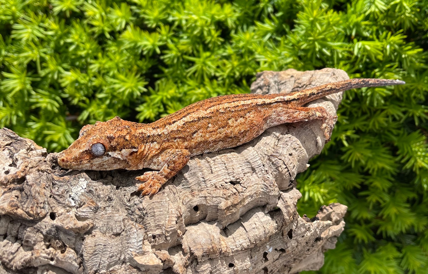 Adult Red Stripe Gargoyle Gargoyle Gecko by SATOO - MorphMarket