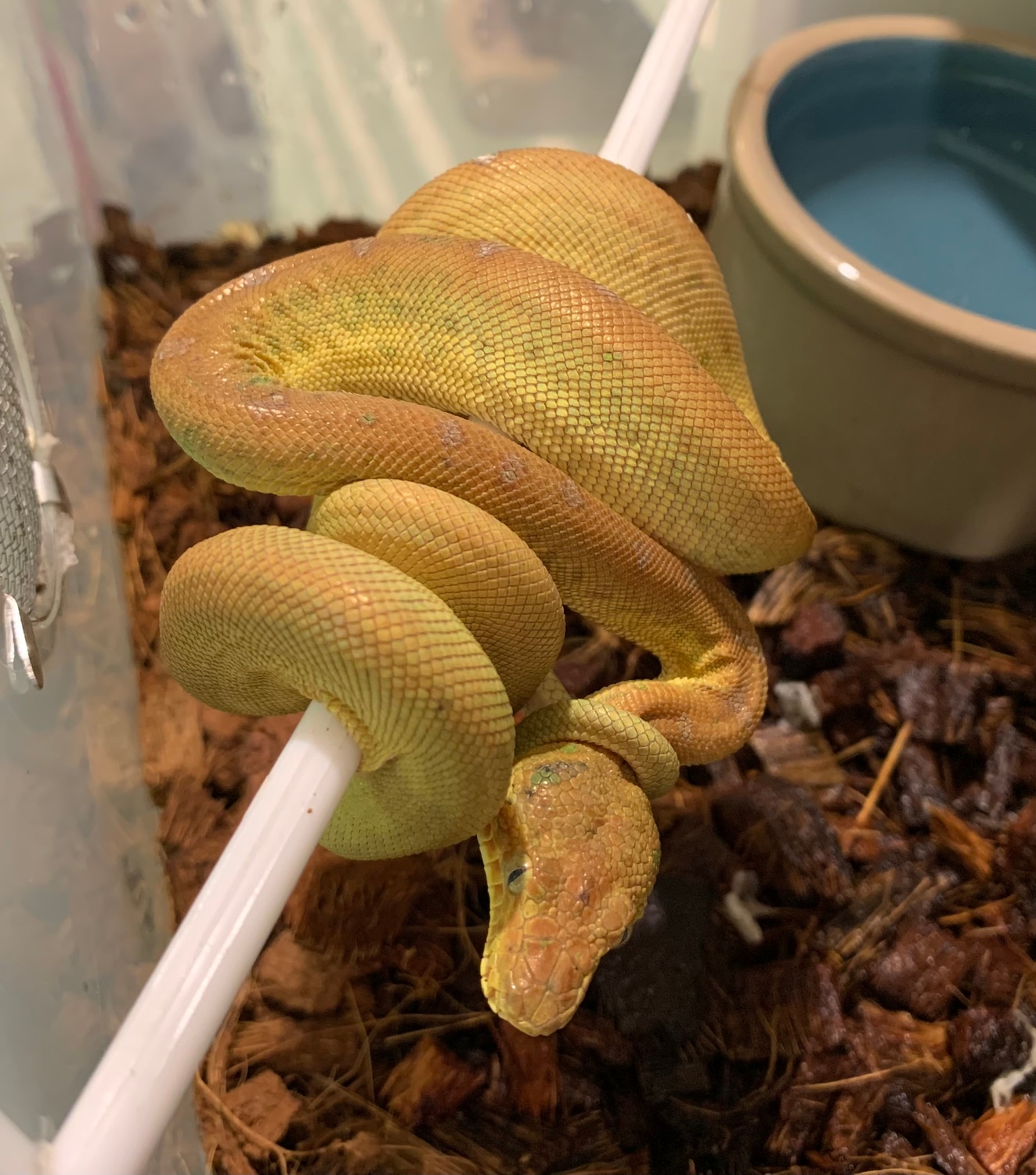 Baby 80% Patternless Emerald Tree Boa Northern Emerald Tree Boa by ...