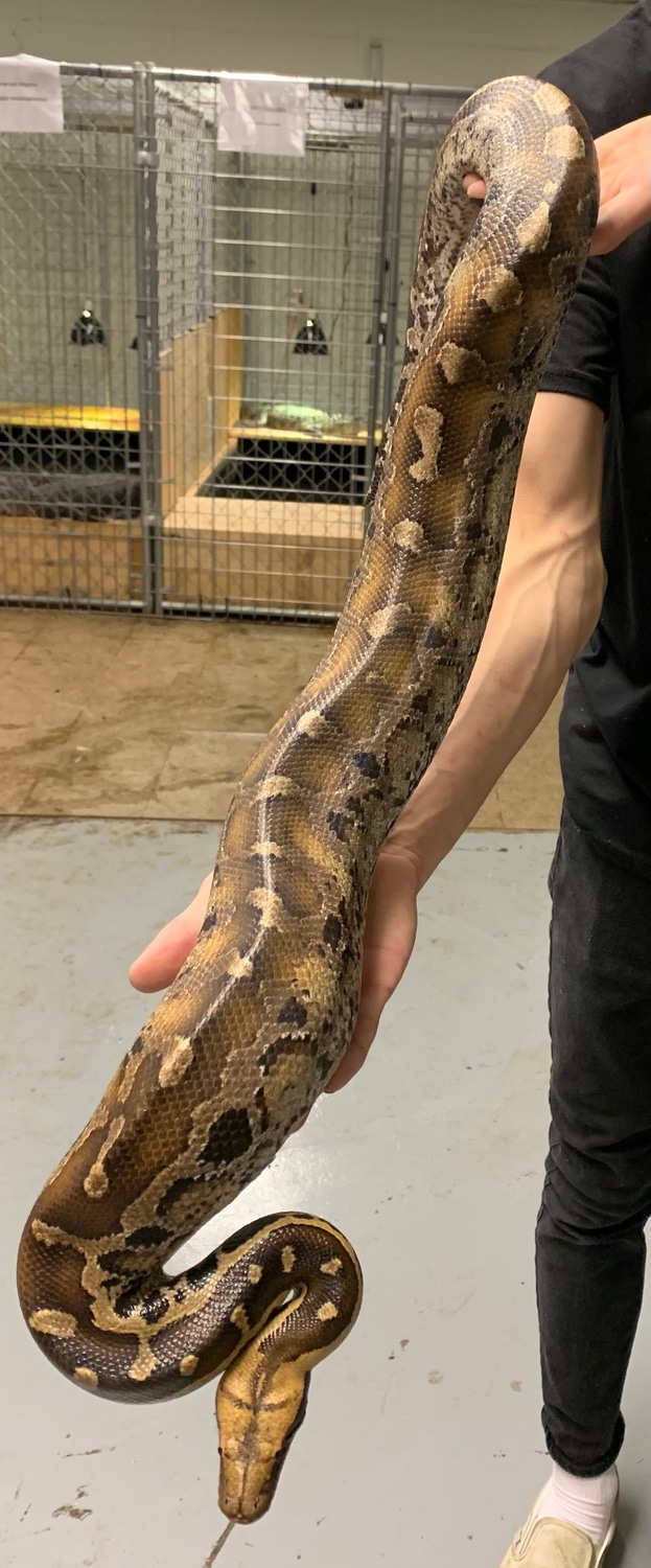 Adult Short Tailed Python Sumatran Short-tailed Python by SATOO ...