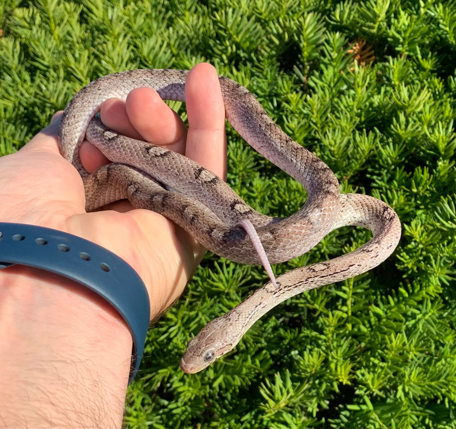 Sub-Adult Pewter Corn Snake by SATOO - MorphMarket