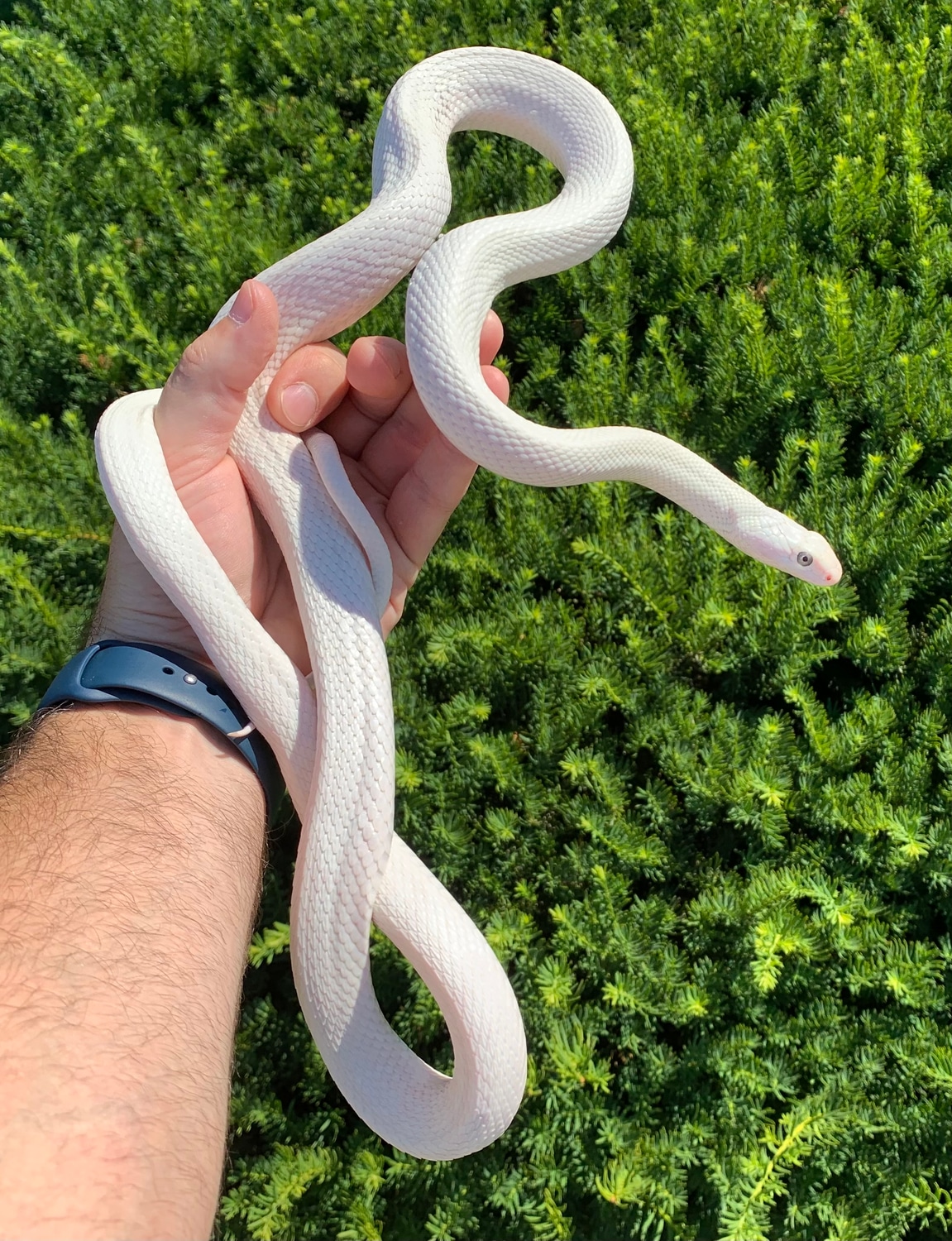 Leucistic Texas Other Rat Snake by SATOO - MorphMarket