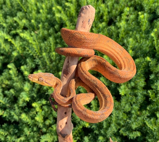 Orange Amazon Tree Boa by SATOO
