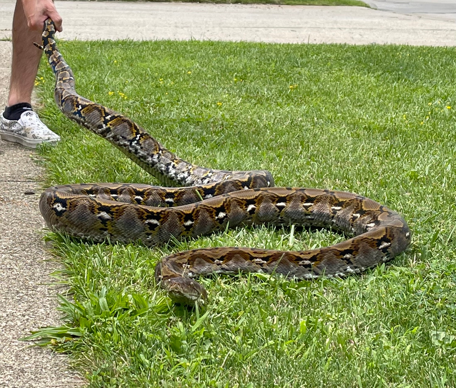 Reticulated Python by SATOO - MorphMarket