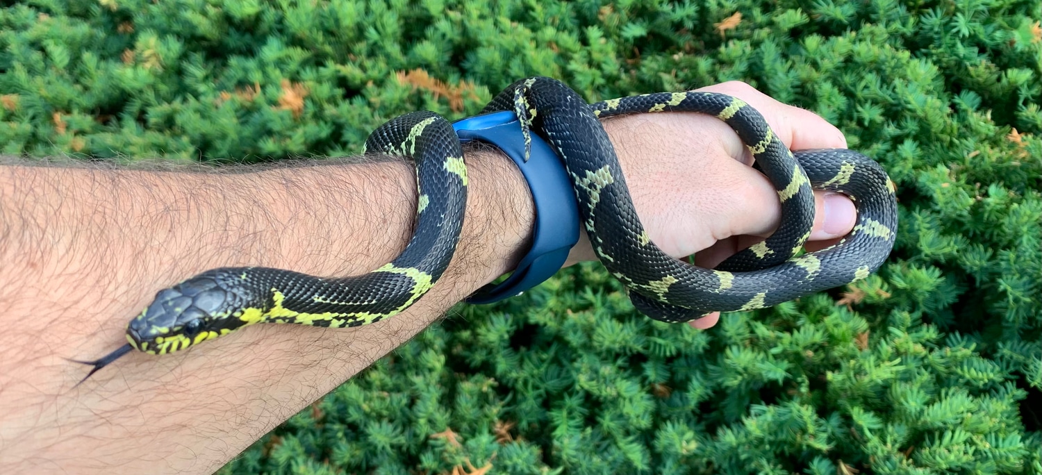 Russian Ratsnake Other Rat Snake by SATOO - MorphMarket