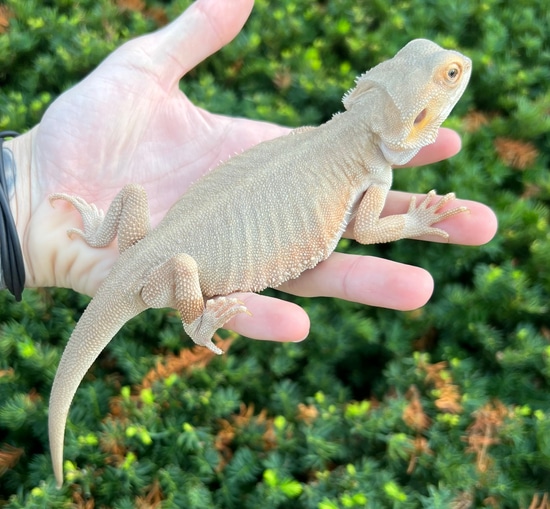 Sub-Adult Witblits Leatherback Central Bearded Dragon by SATOO