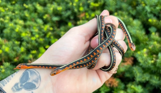 Oregon Red-Spotted Garter Snakes by SATOO