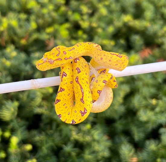 Baby Biak Green Tree Python by SATOO