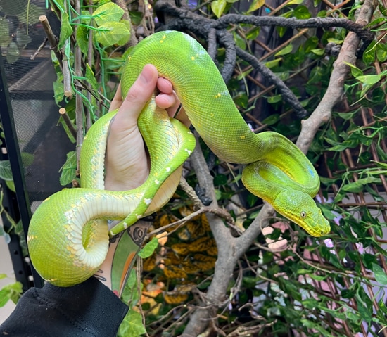 Emerald Tree Boa Northern Emerald Tree Boa by SATOO