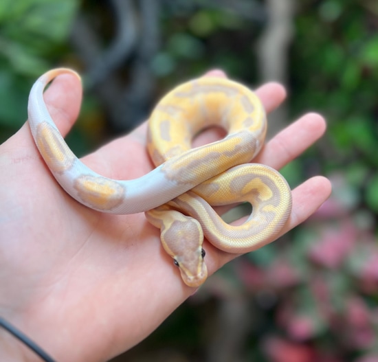 Baby Banana Pied Ball Python by SATOO