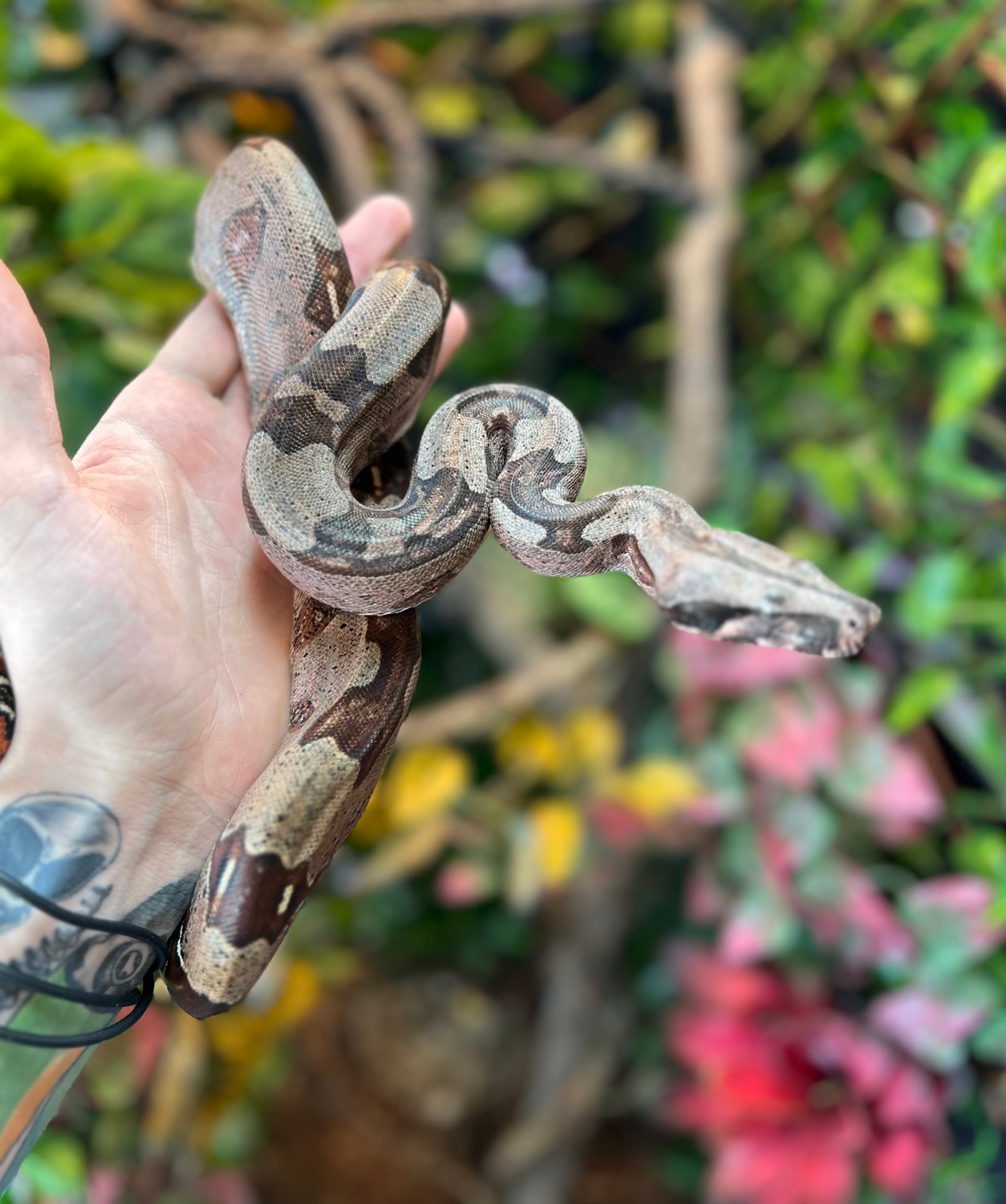 Juvenile Guyana Boa True Red-tailed Boa Constrictor by SATOO - MorphMarket