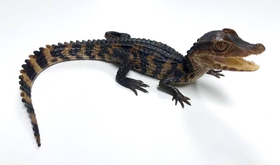 Dwarf Caiman Cuvier's Dwarf Caiman by SATOO