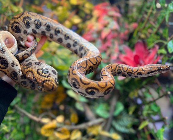 Adult Brazilian Rainbow Boas by SATOO