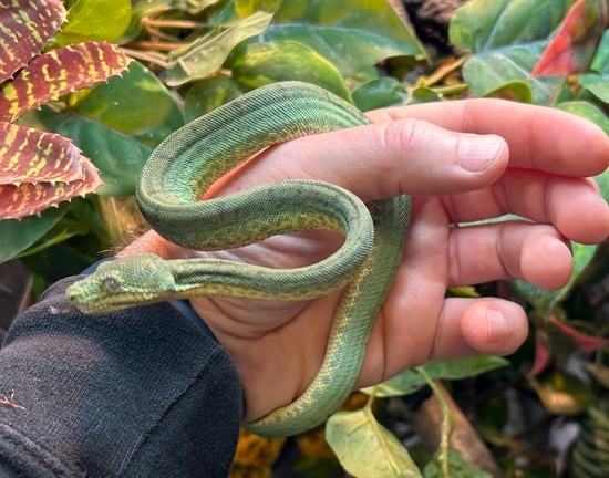 Baby Green 'Patternless' Emerald Tree Boas SALE! Northern Emerald Tree ...