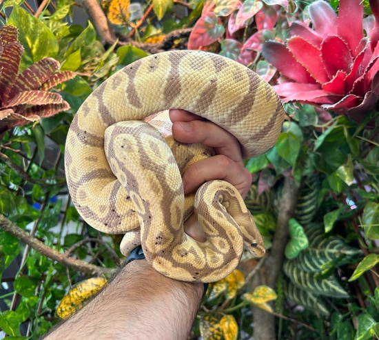 Black Pastel Banana Ball Python by SATOO