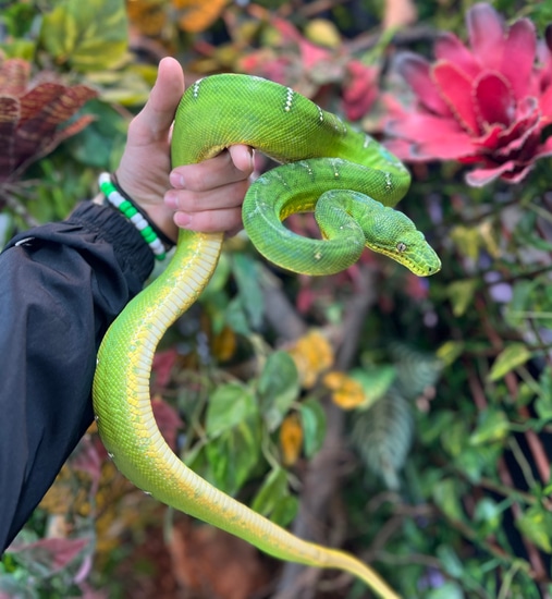 Adult Emerald Tree Boa Northern Emerald Tree Boa by SATOO
