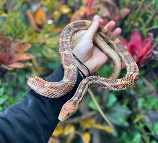 Rusty Ratsnake Eastern Rat Snake by SATOO