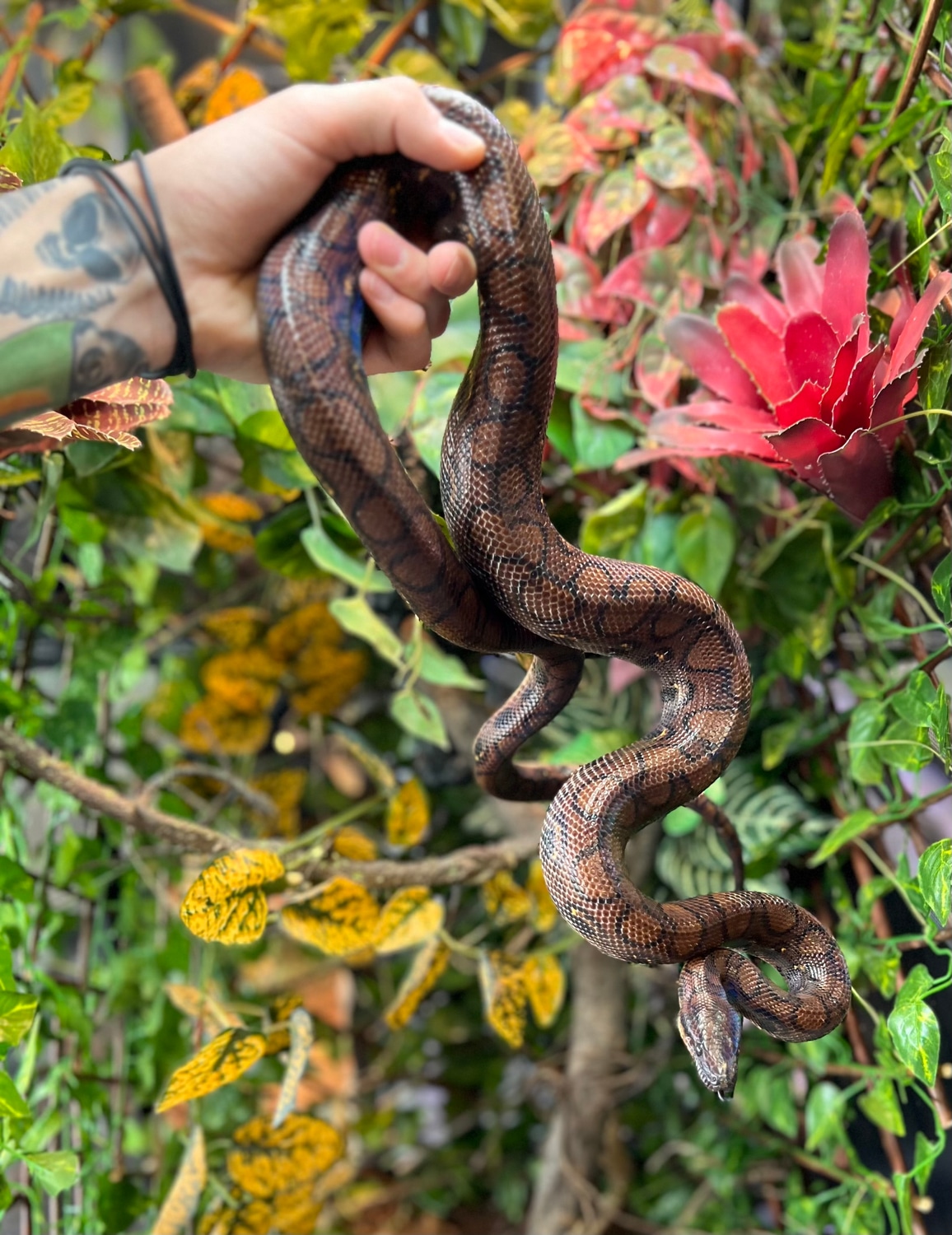 Adult Brazilian Rainbow Boa by SATOO - MorphMarket