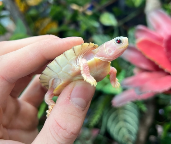 Caramel Albino Red-Eared Slider Slider Turtle by SATOO
