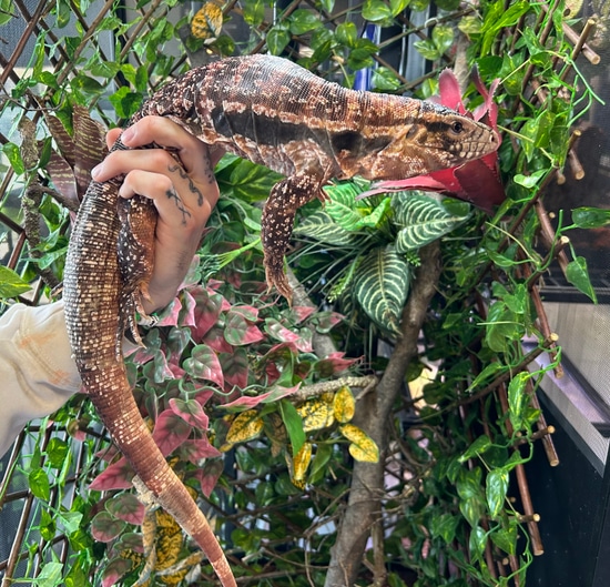 Sub-Adult Red Tegu TAME! Argentine Tegus by SATOO