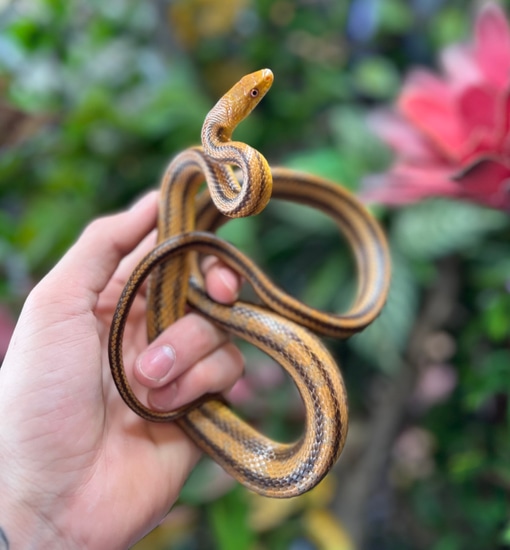 Juvenile Yellow Ratsnake Eastern Rat Snake by SATOO