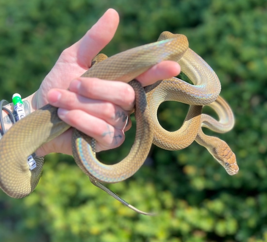 Juvenile Patternless Scrub Pythons by SATOO