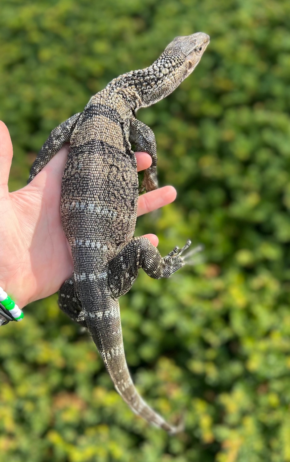 Sub-Adult Black Roughneck Monitor by SATOO - MorphMarket