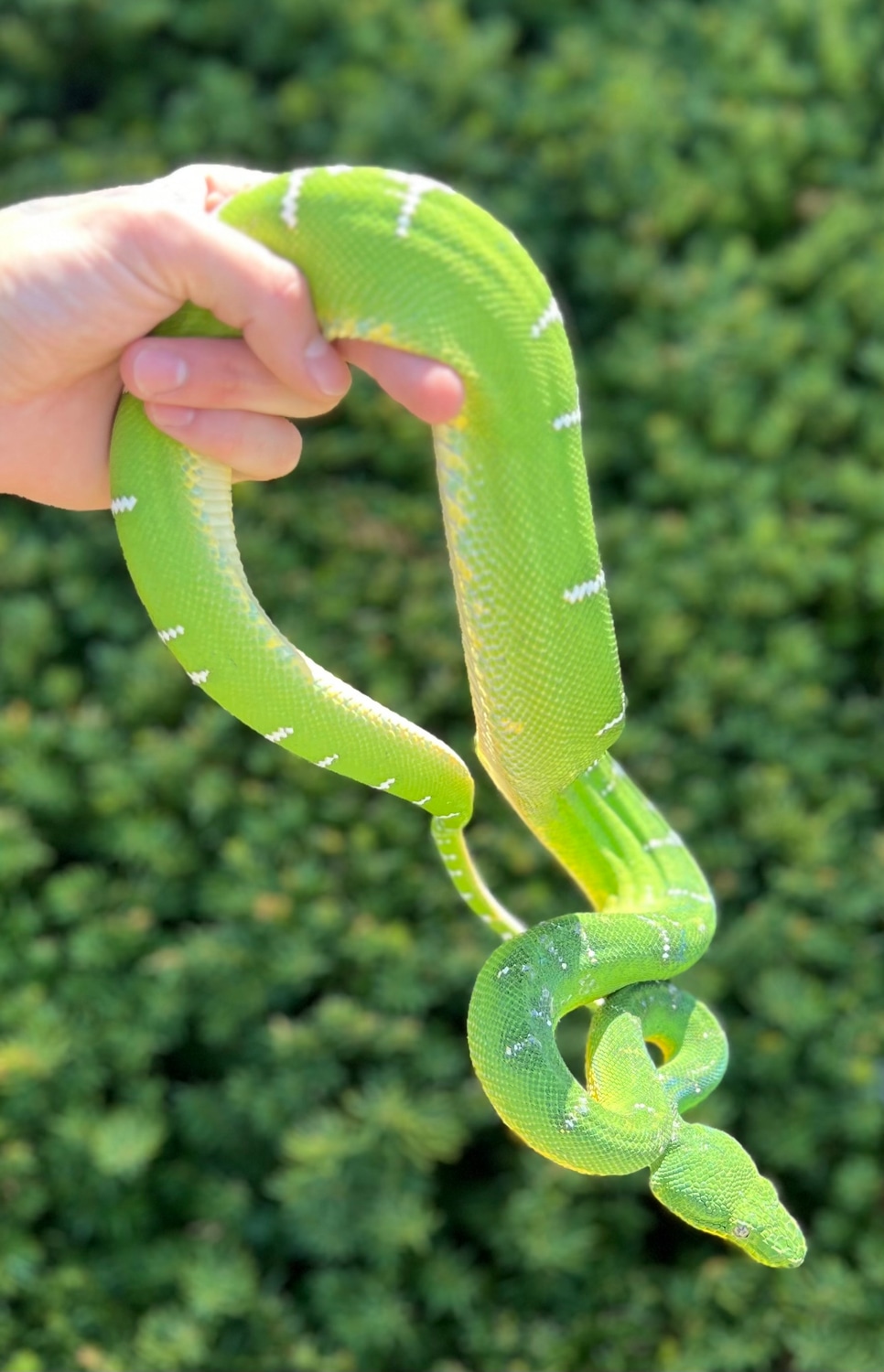 Adult Emerald Tree Boa Northern Emerald Tree Boa by SATOO - MorphMarket