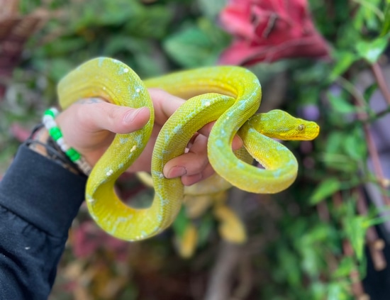 Adult Sorong Green Tree Python (Imperfect) by SATOO