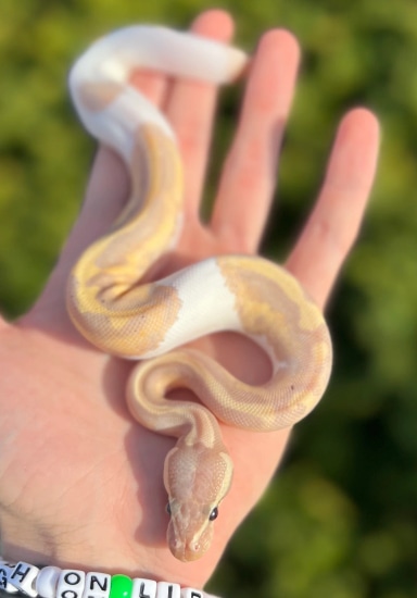 Baby Banana Pied Ball Python by SATOO