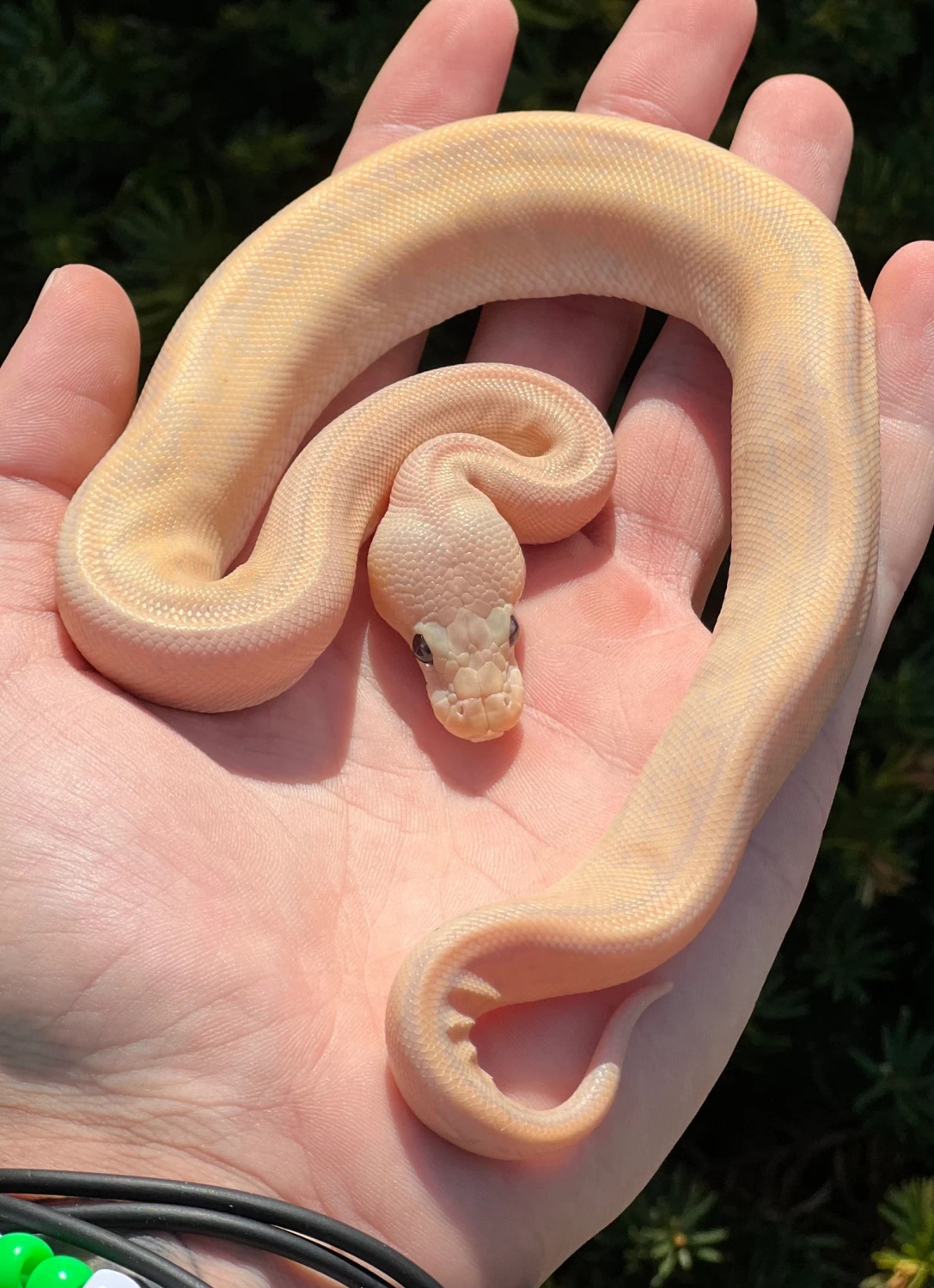 Banana Enchi Pinstripe Ball Python by SATOO - MorphMarket