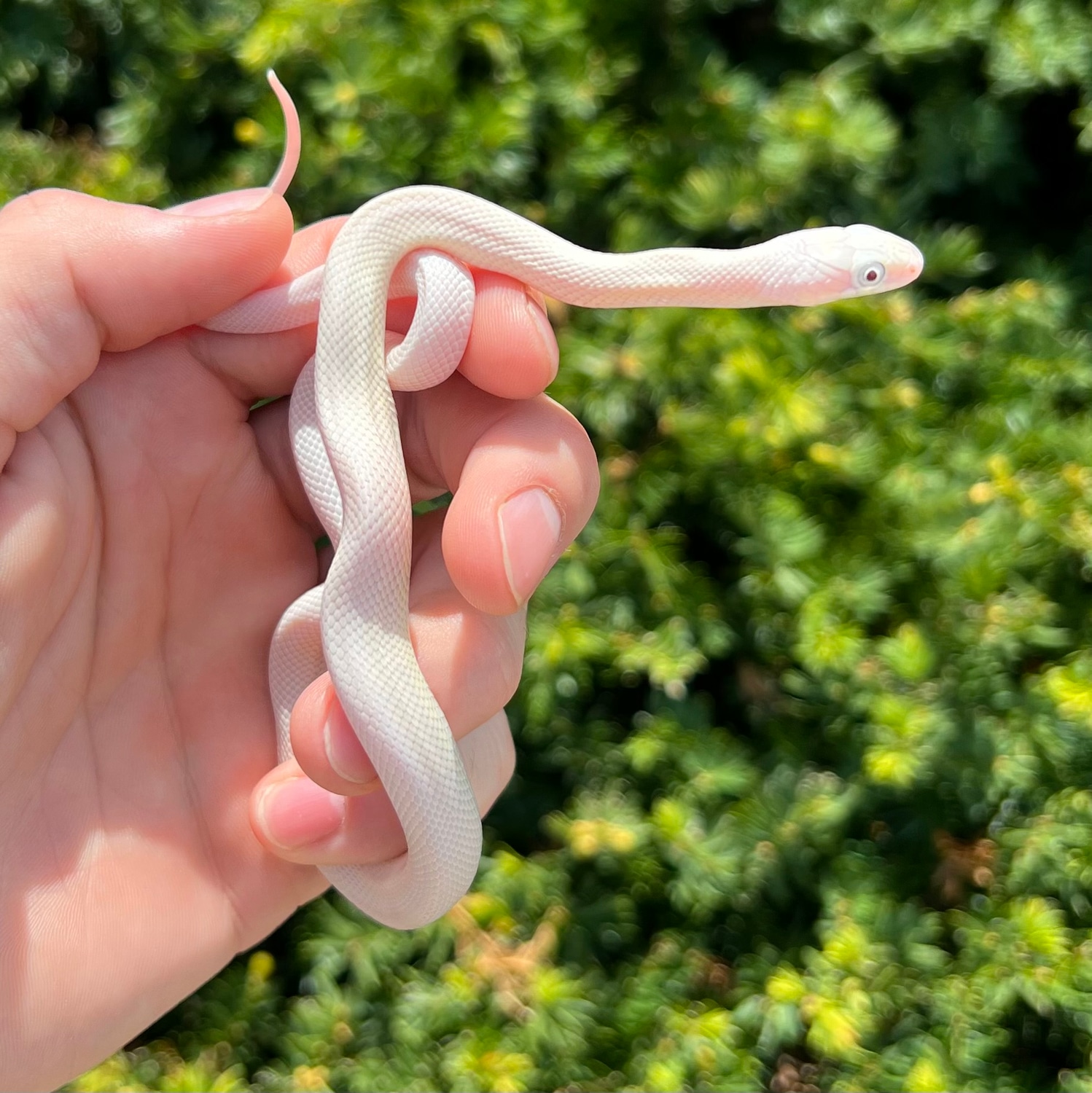 Leucistic Texas FLASH SALE! Eastern Rat Snake by SATOO - MorphMarket