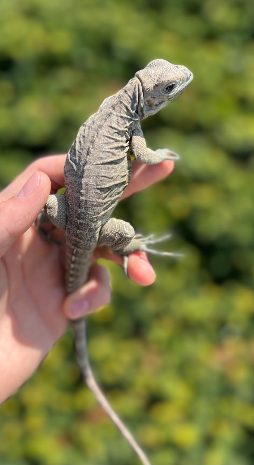 Baby Rhino Iguanas FLASH SALE Other Iguana by SATOO - MorphMarket