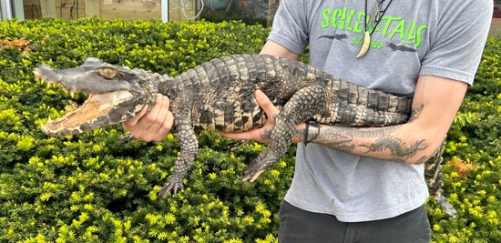 LTC Adult Dwarf Caiman Cuvier's Dwarf Caiman by SATOO
