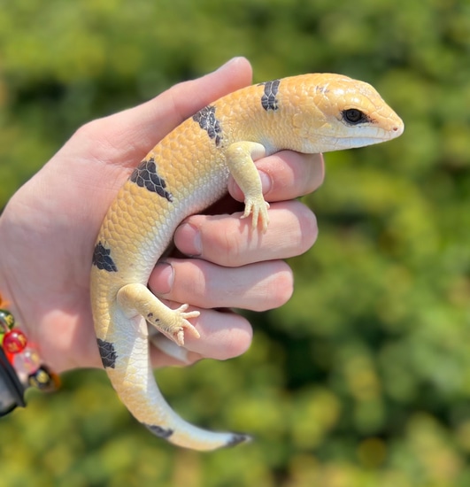 Peter's Banded Skinks More Skink by SATOO