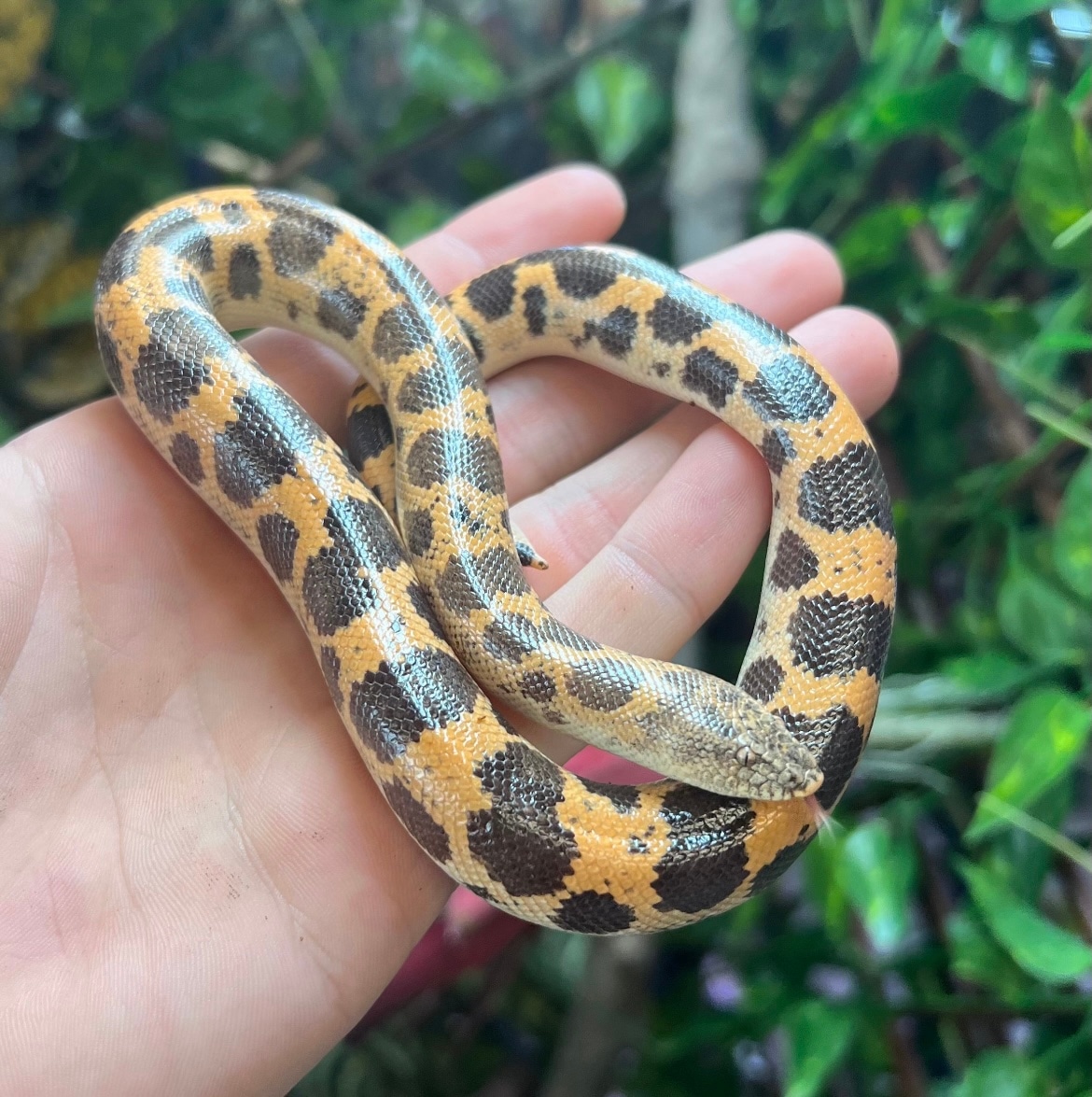 Kenyan Sand Boa by SATOO - MorphMarket