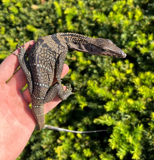 Juvenile Black Roughneck Monitor by SATOO