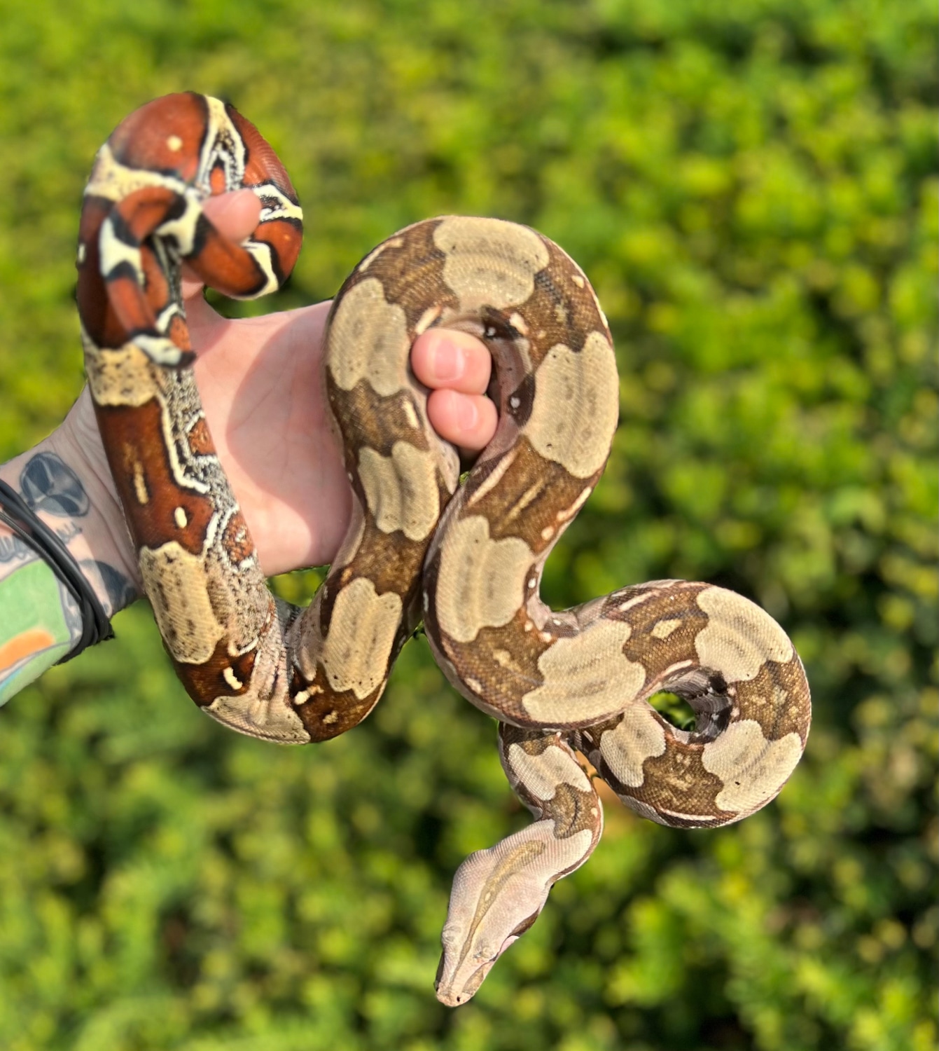 LTC Guyana Boa True Red-tailed Boa Constrictor by SATOO - MorphMarket