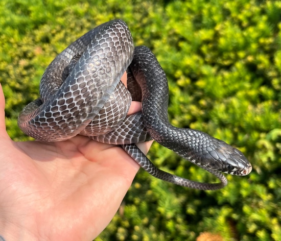 Sub-Adult Mexican Indigo Snake Cribo & Indigo Snakes by SATOO
