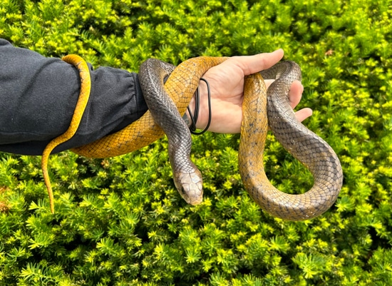 Yellow Tailed Cribo Cribo & Indigo Snakes by SATOO