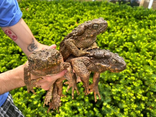HUGE Giant Malaysian River Toad by SATOO