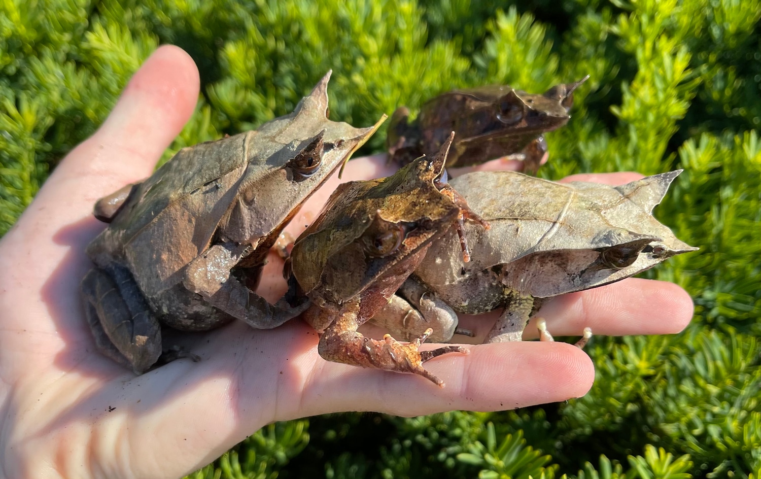 Malaysian Leaf Frogs FREE SHIPPING! Other Frog by SATOO - MorphMarket