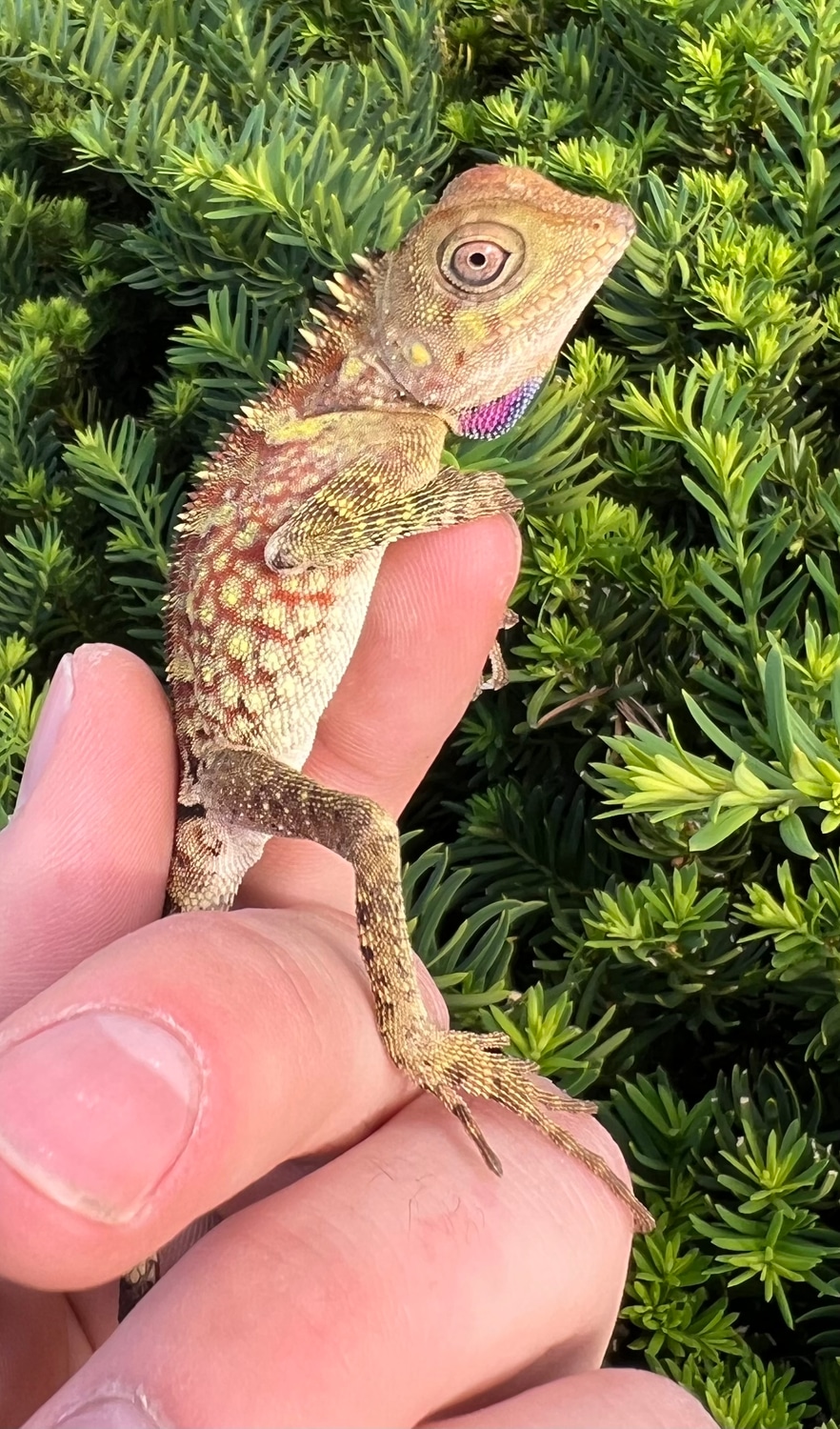 Baby Bell's Angle-Head Lizard More Lizard by SATOO - MorphMarket