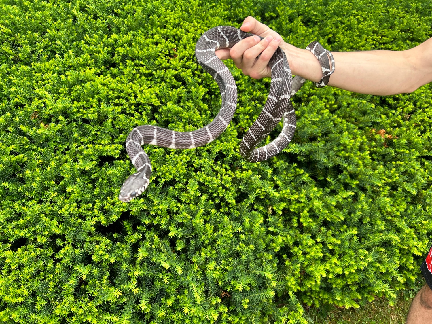 PROVEN Axanthic Mangrove Snake More Colubrid by SATOO - MorphMarket