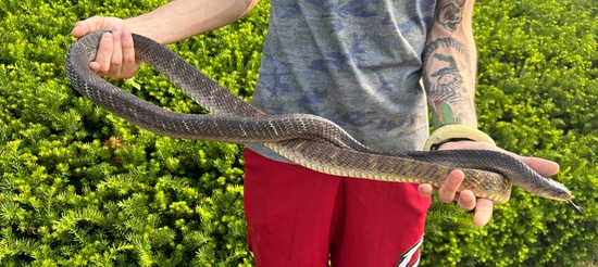 LTC Adult Yellow Tailed Cribo 4th OF JULY SALE! Cribo & Indigo Snakes ...