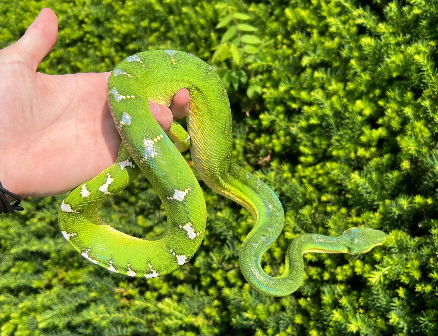 Adult Emerald Tree Boa Northern Emerald Tree Boa by SATOO - MorphMarket